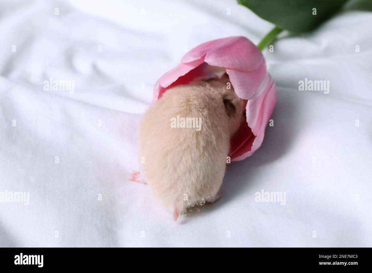 Little home hamster on hi-res stock photography and images - Alamy