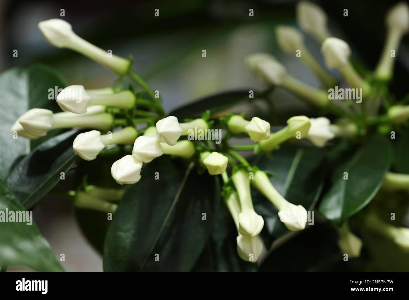 Beautiful plant with white buds on blurred background, closeup Stock ...