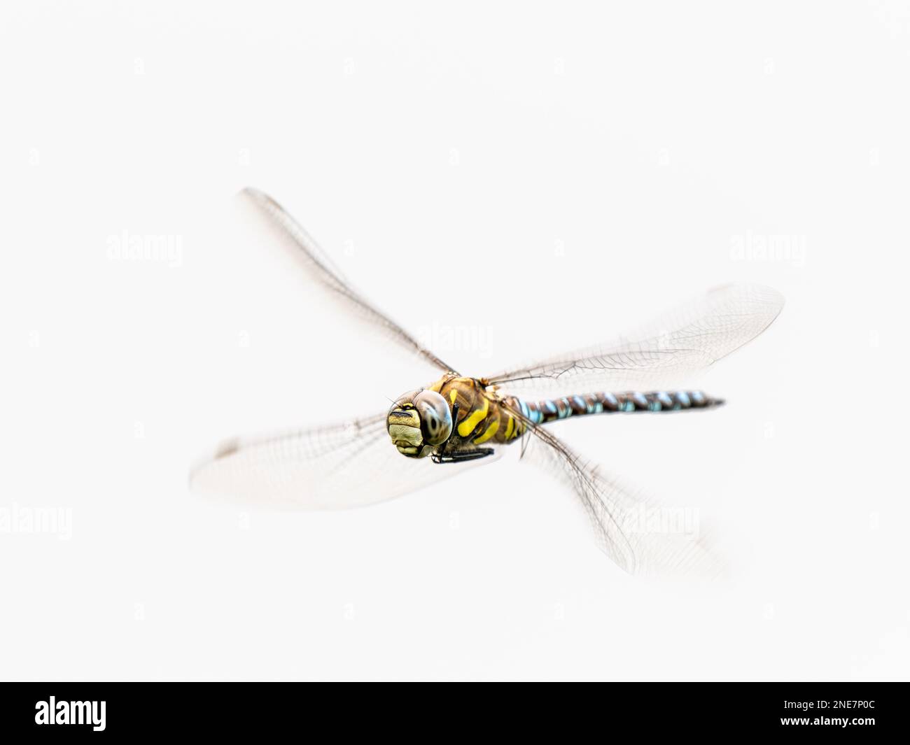 Fall dragonfly Cut Out Stock Images & Pictures - Alamy