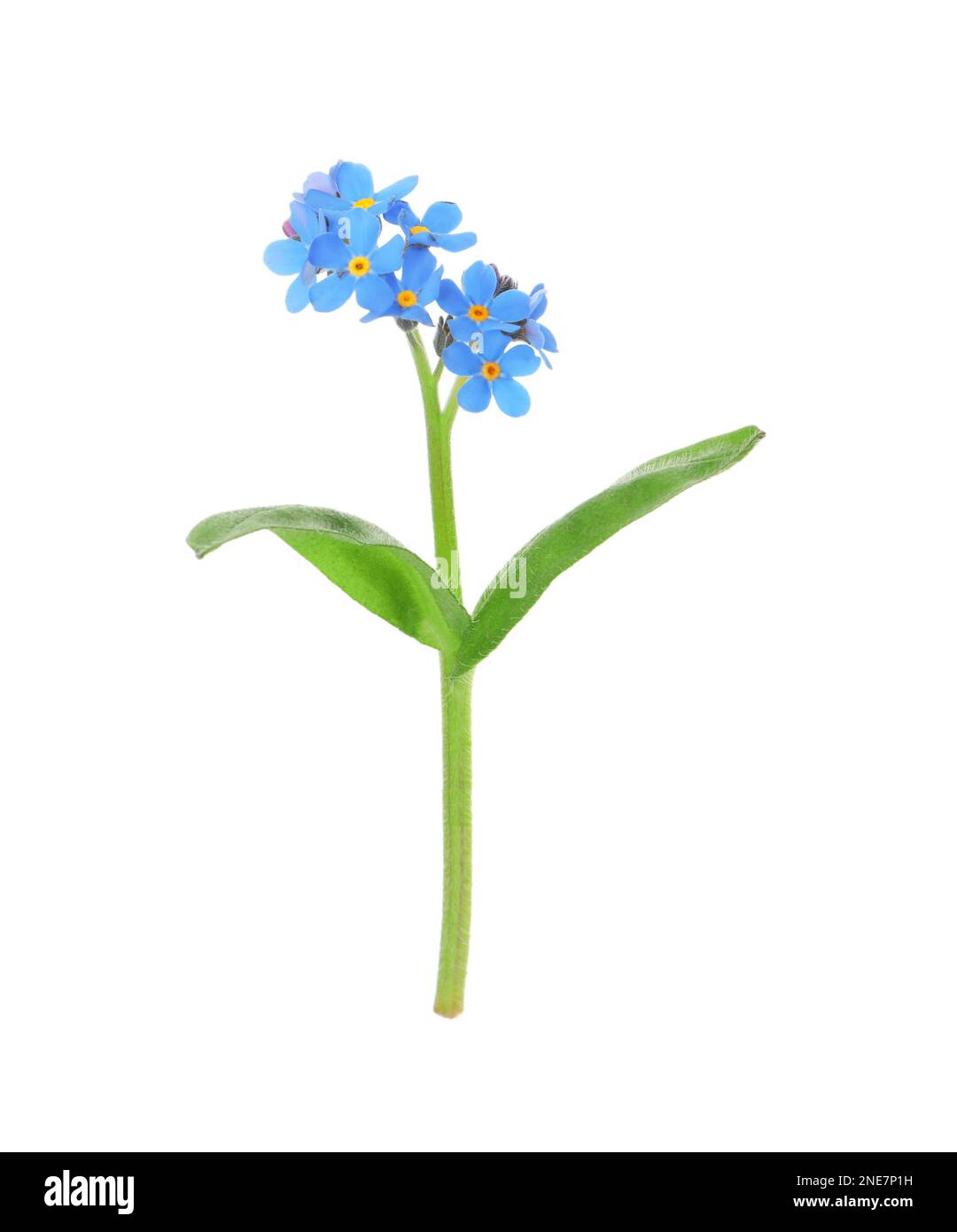 Beautiful blue Forget-me-not flowers isolated on white Stock Photo - Alamy
