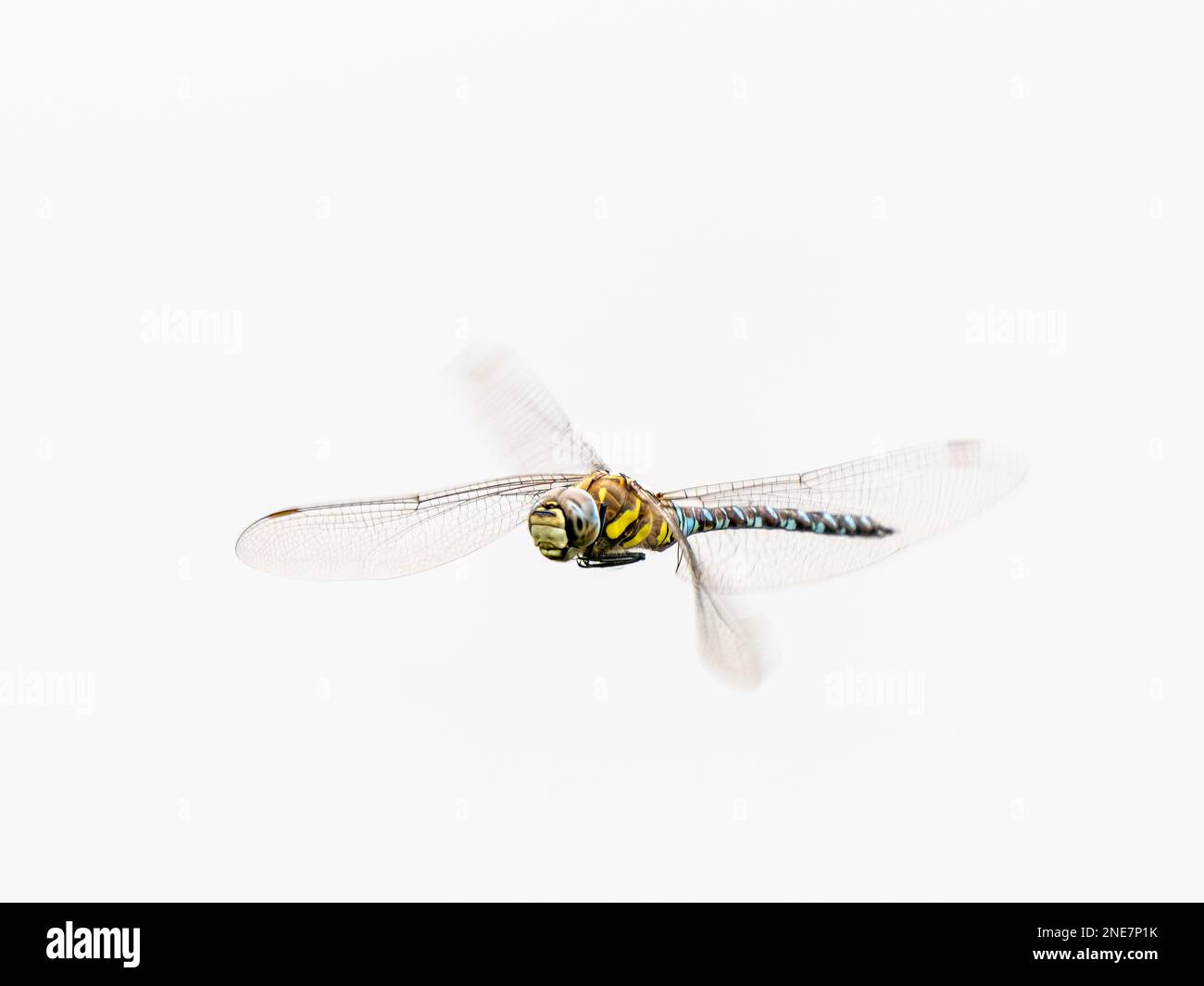 Migrant Hawker Dragonfly in Flight Stock Photo - Alamy