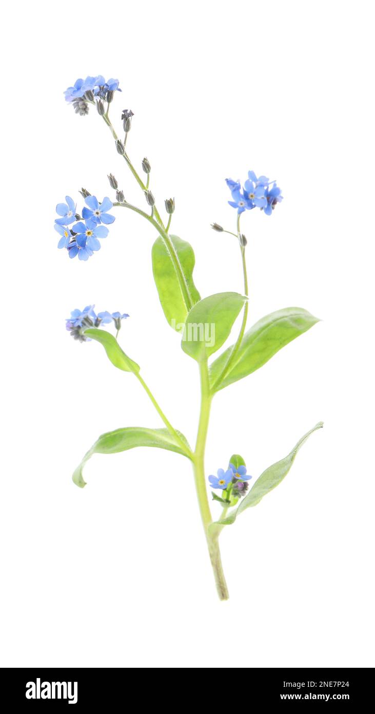 Beautiful blue Forget-me-not flowers isolated on white Stock Photo - Alamy
