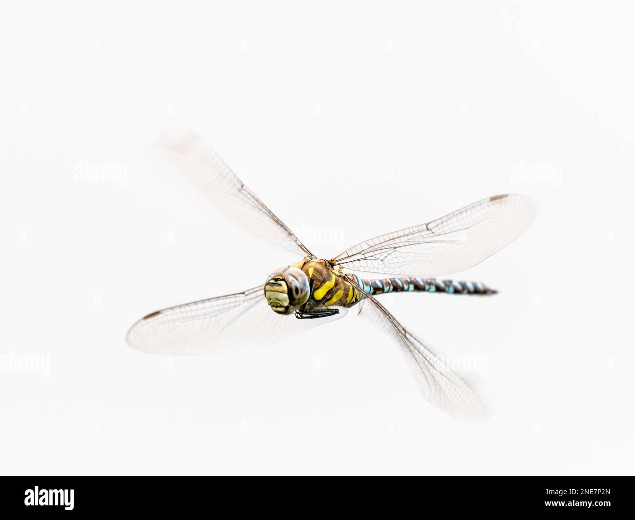 Migrant Hawker Dragonfly in Flight Stock Photo - Alamy
