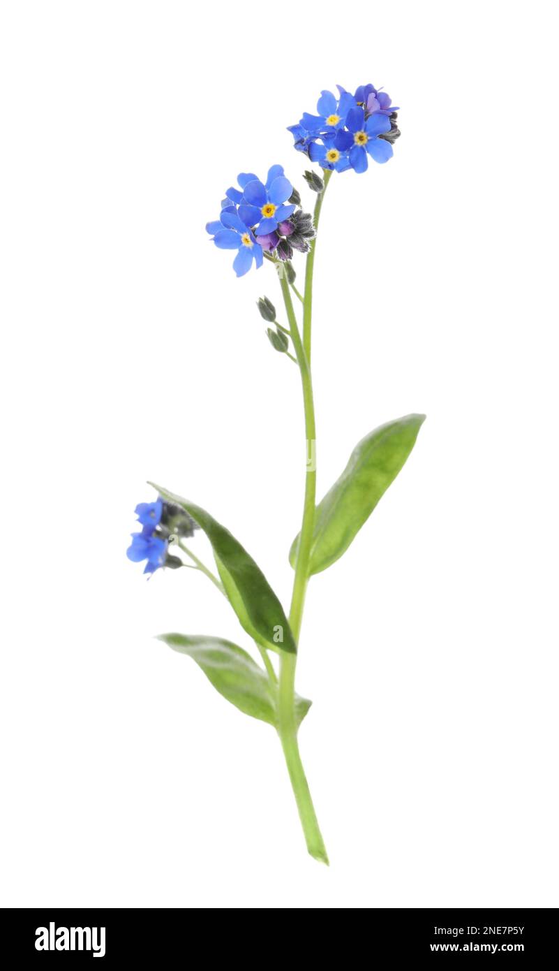 Beautiful blue Forget-me-not flowers isolated on white Stock Photo - Alamy