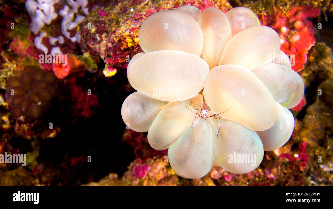 Coral Commensal Shrimp, Bubble Coral Shrimp, Vir philippinensis, Coral ... Coral Commensal Shrimp, Bubble Coral Shrimp, Vir philippinensis, Coral ...