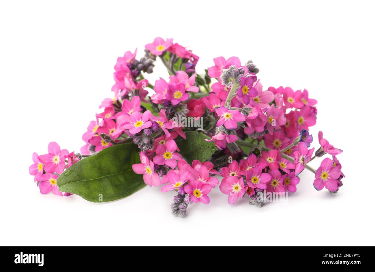 Beautiful pink Forget-me-not flowers isolated on white Stock Photo - Alamy