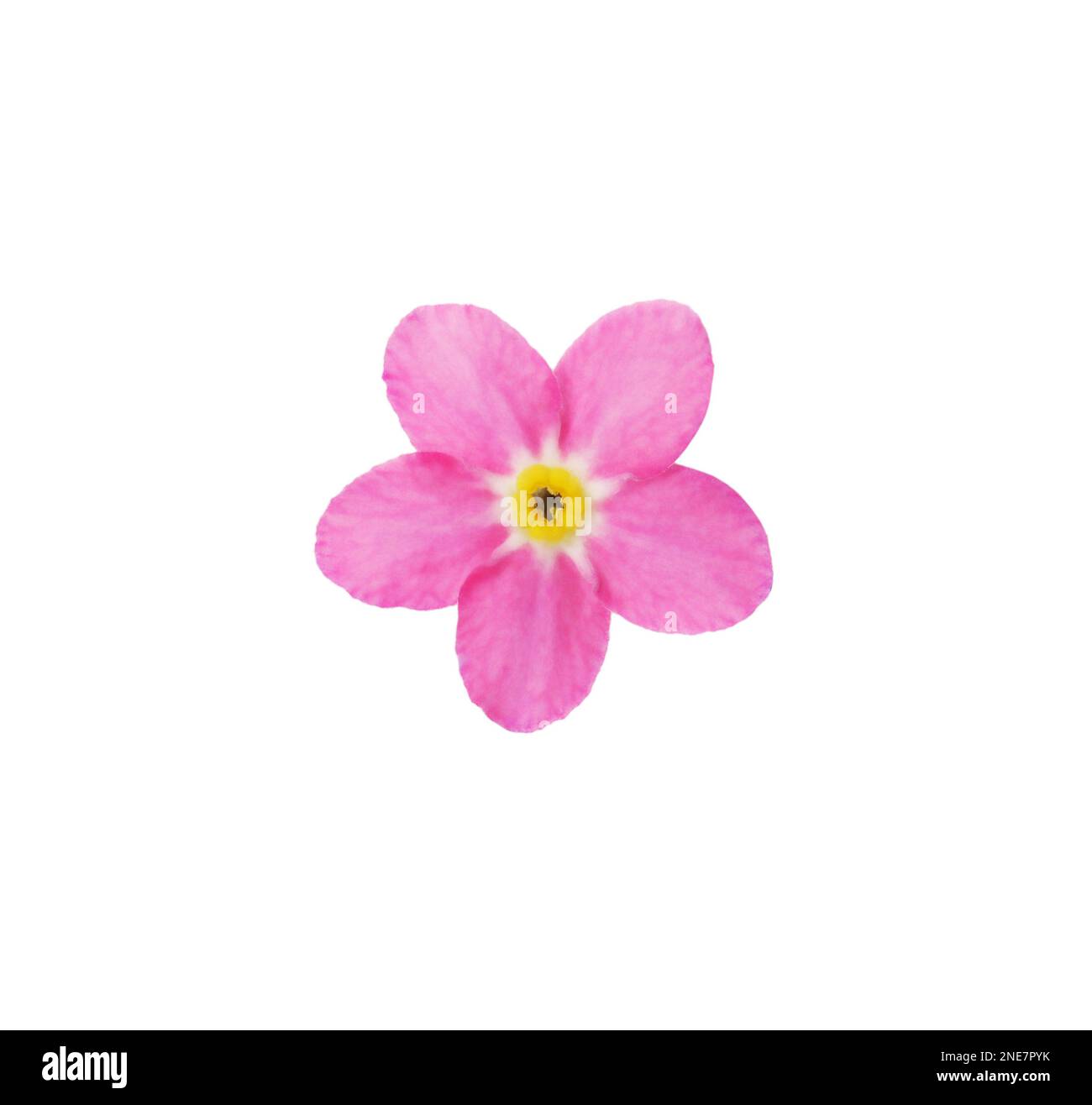 Delicate pink Forget-me-not flower on white background Stock Photo - Alamy