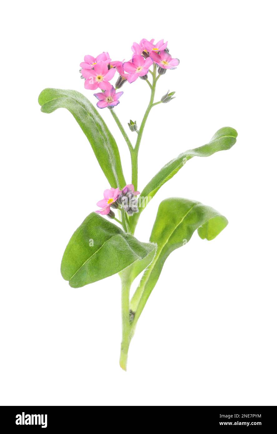 Beautiful pink Forget-me-not flowers isolated on white Stock Photo - Alamy