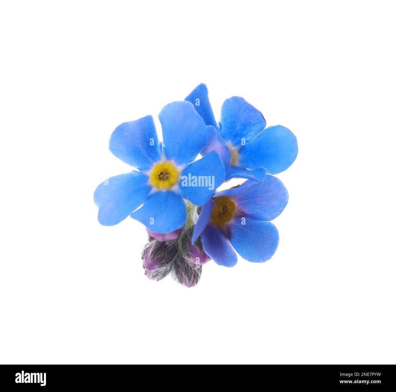 Beautiful blue Forget-me-not flowers isolated on white Stock Photo - Alamy