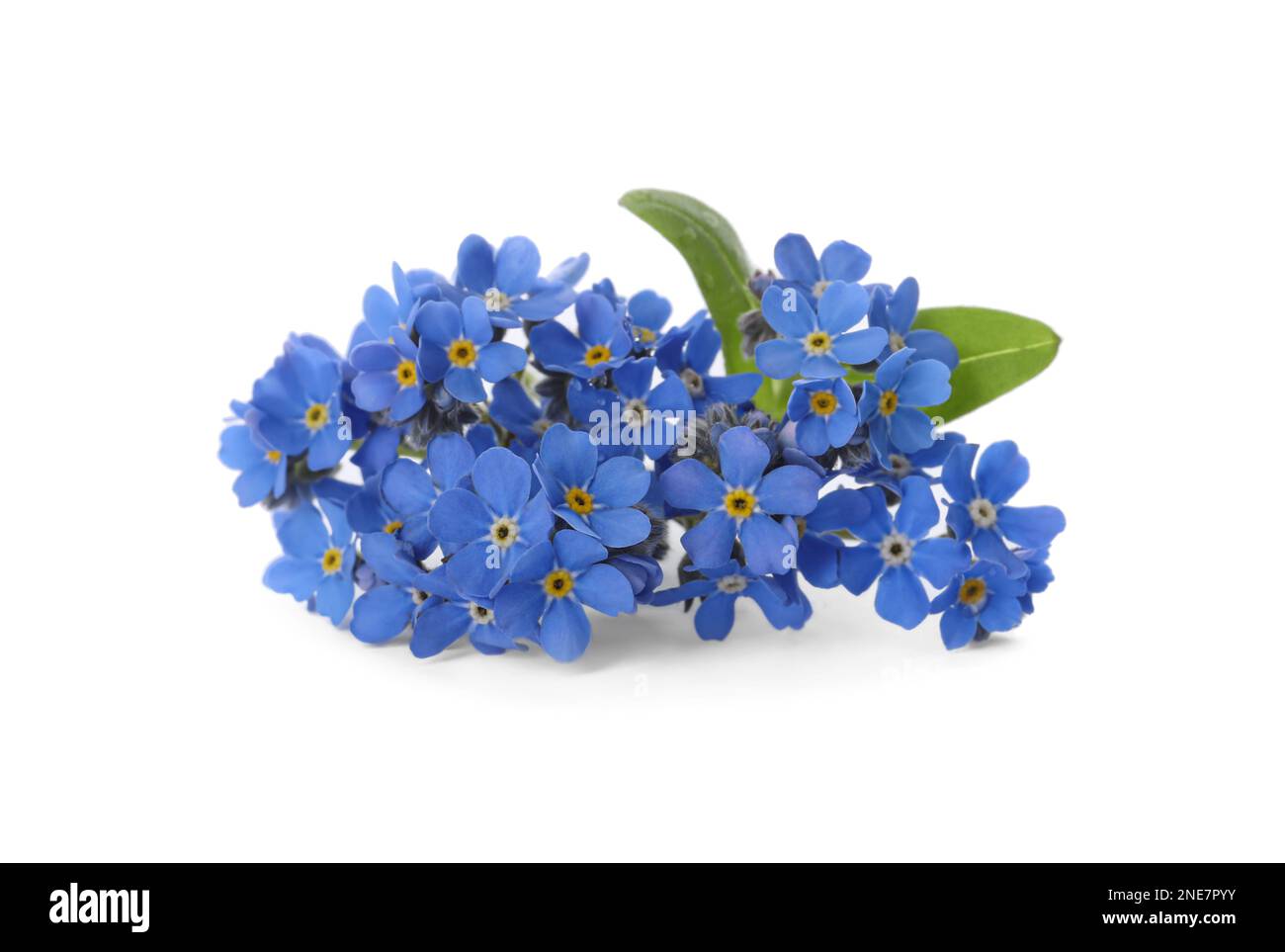 Beautiful blue Forget-me-not flowers isolated on white Stock Photo - Alamy