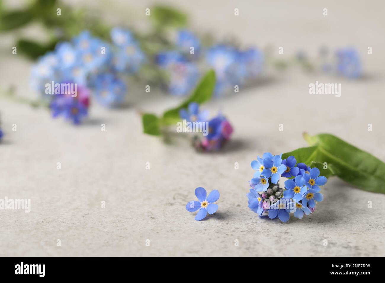 Beautiful Forget-me-not flowers on grey table. Space for text Stock ...
