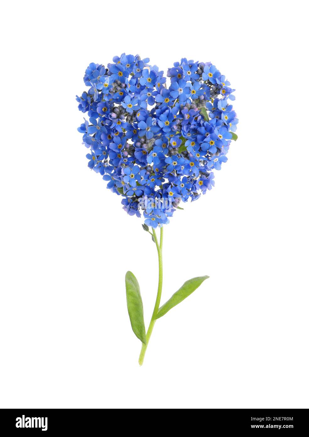 Heart made with beautiful Forget-me-not flowers isolated on white Stock ...