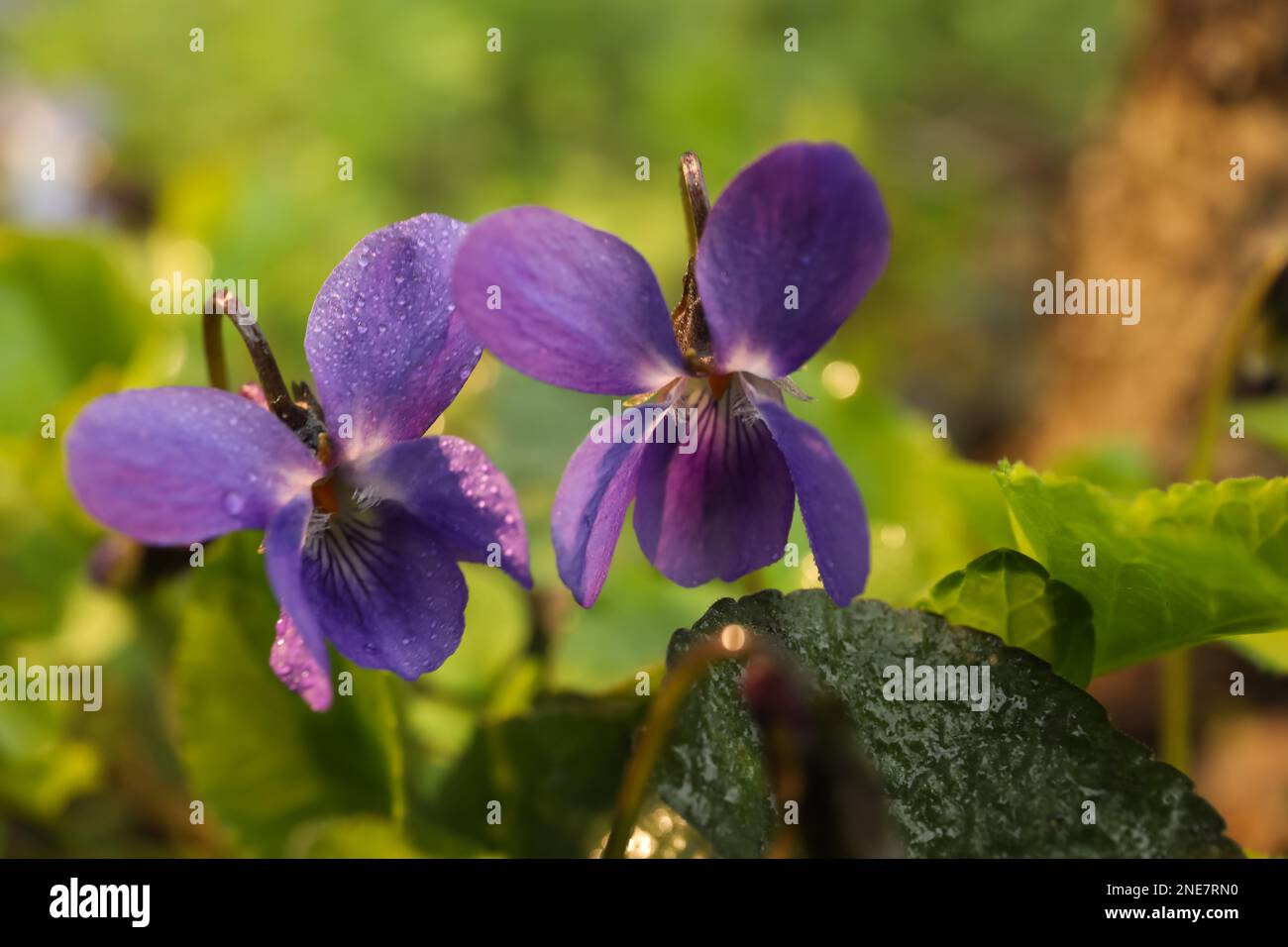 Beautiful wild violets blooming in forest, closeup. Spring flowers ...