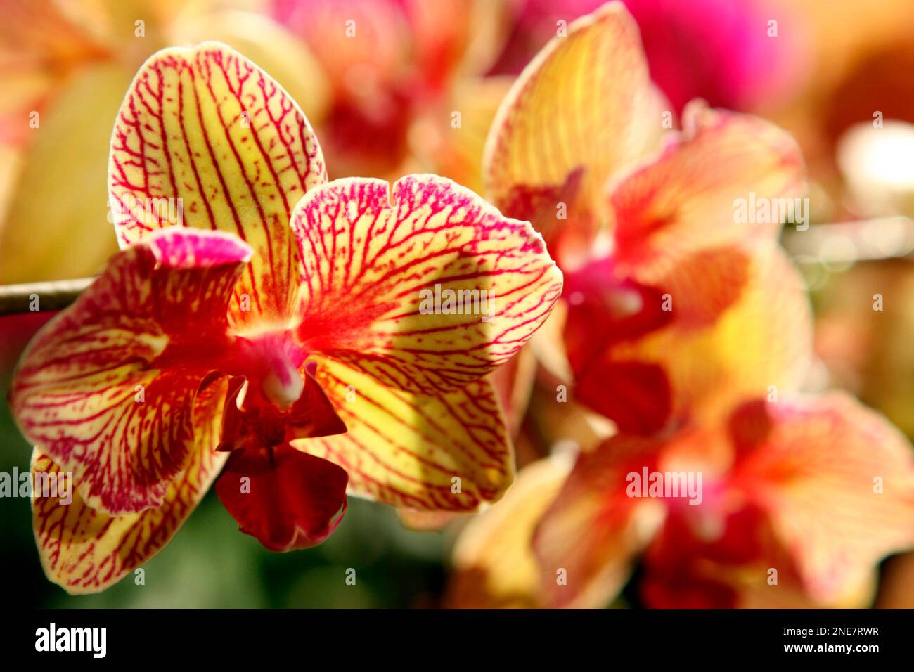 Flowers from the Waldor Orchids', A Visit to the National Orchid Garden ...