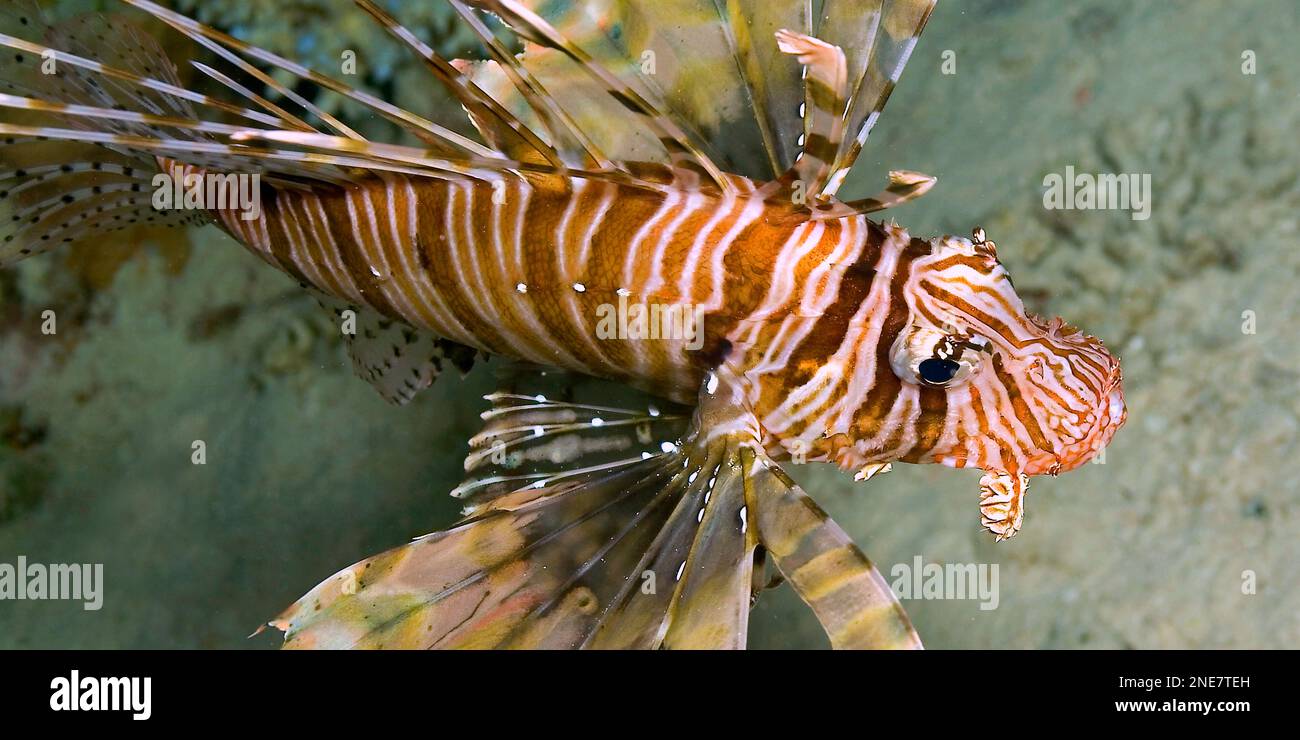 Lionfish, Coral Reef, Red Sea, Egypt, Africa Stock Photo - Alamy