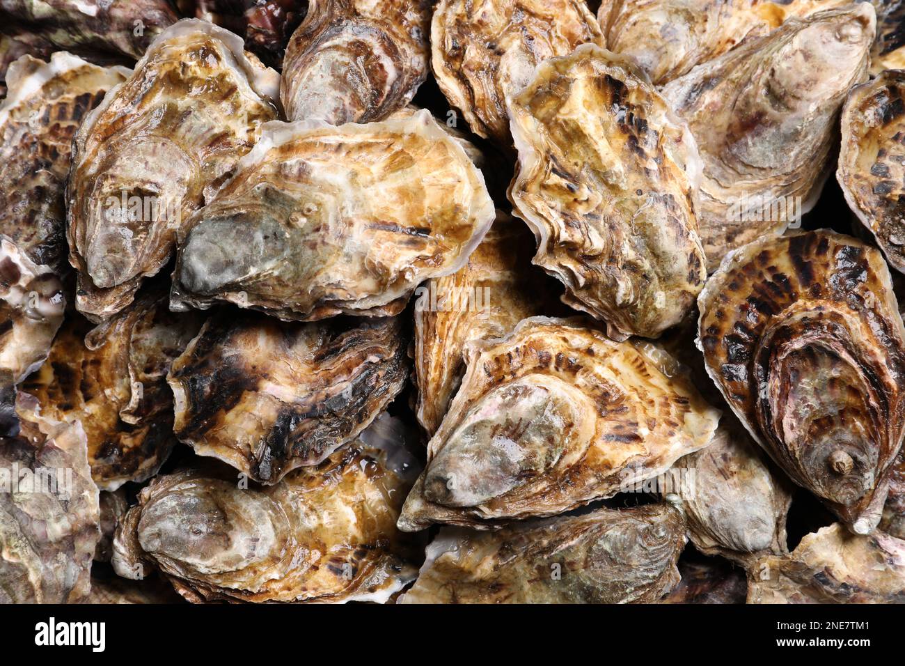 Fresh closed oysters as background, top view Stock Photo - Alamy