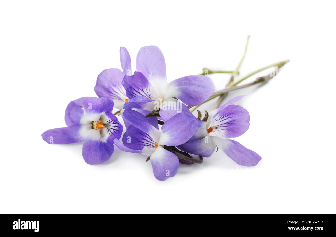 Beautiful wood violets on white background. Spring flowers Stock Photo ...