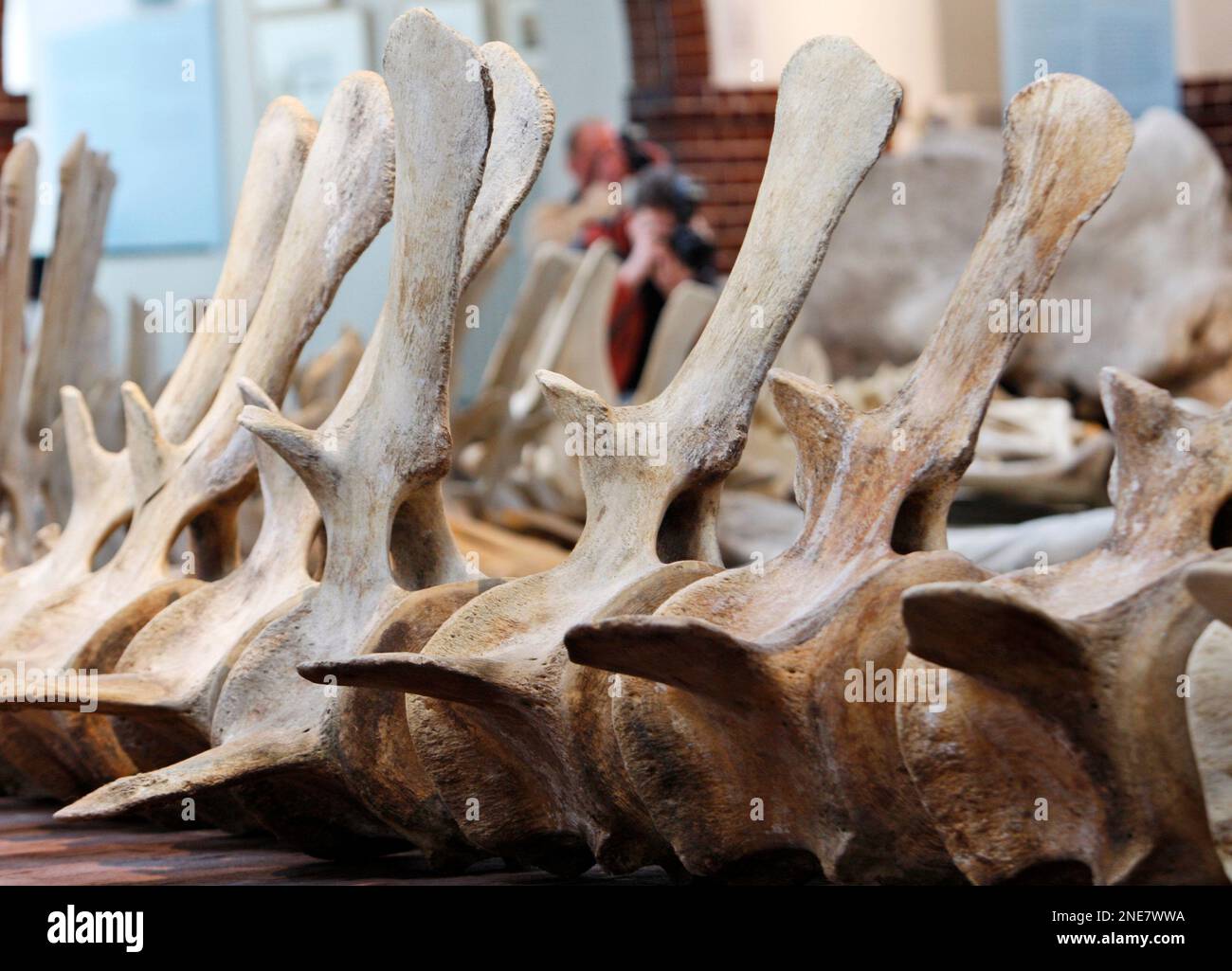 The vertebras of a finback (Balaenoptera physalus) at the exhibition ...