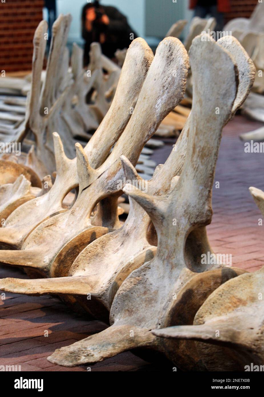A photographers takes photos on the vertebras of a finback ...