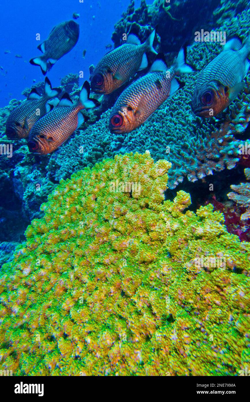 Bronze Soldierfish, Myripristis adusta, Coral Reef, North Ari Atoll ...