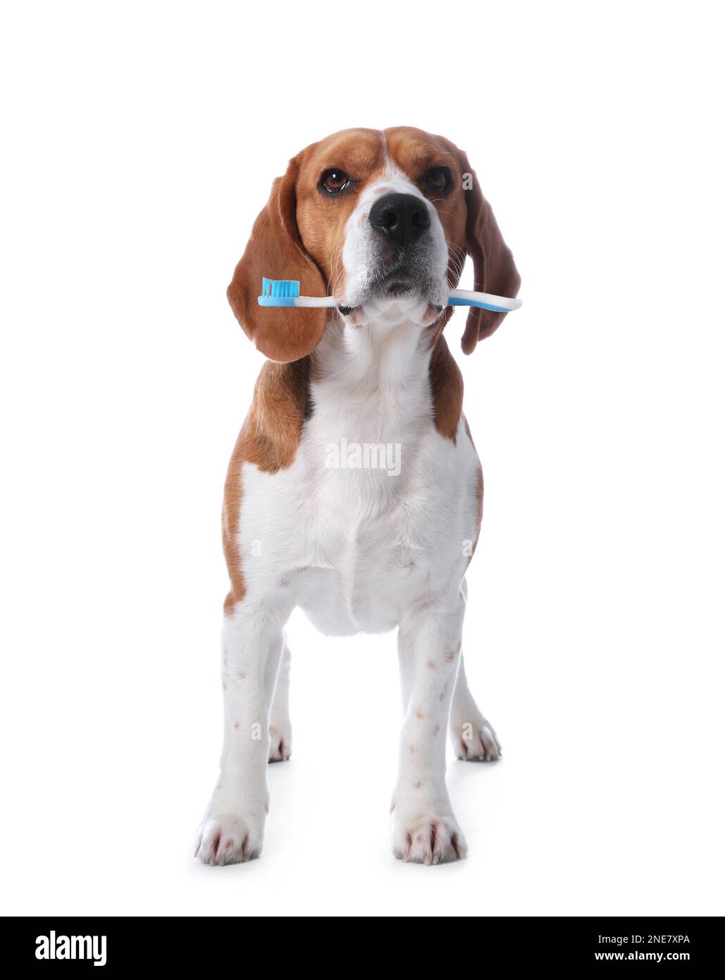 Cute dog with toothbrush on white background Stock Photo - Alamy