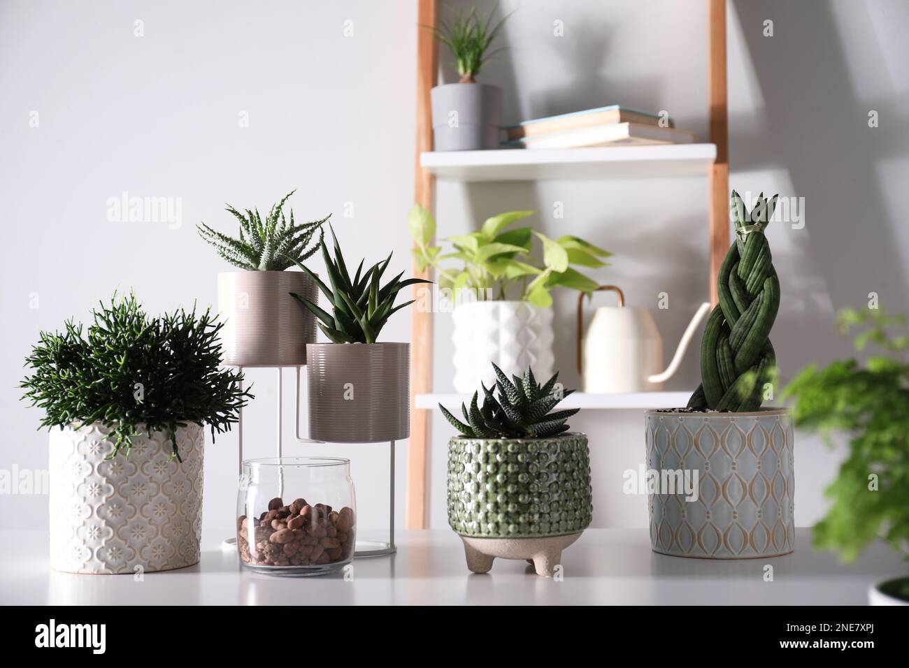 Beautiful potted houseplants on white table indoors Stock Photo - Alamy