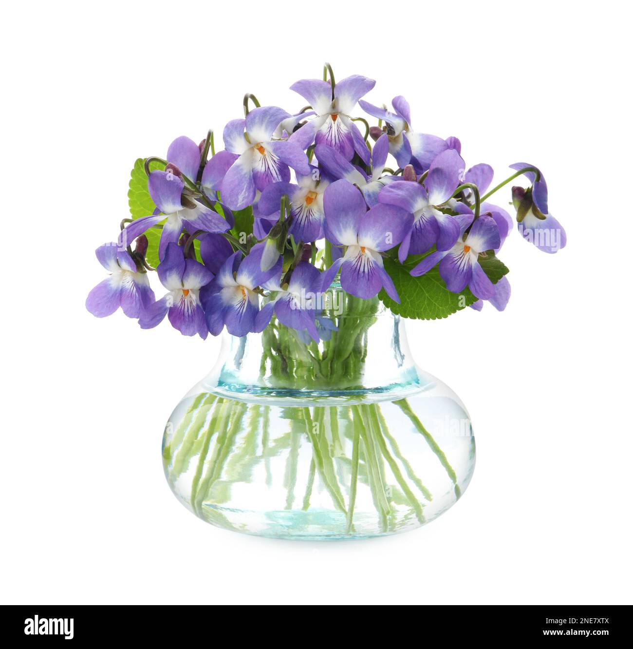 Beautiful wood violets in glass vase on white background. Spring ...