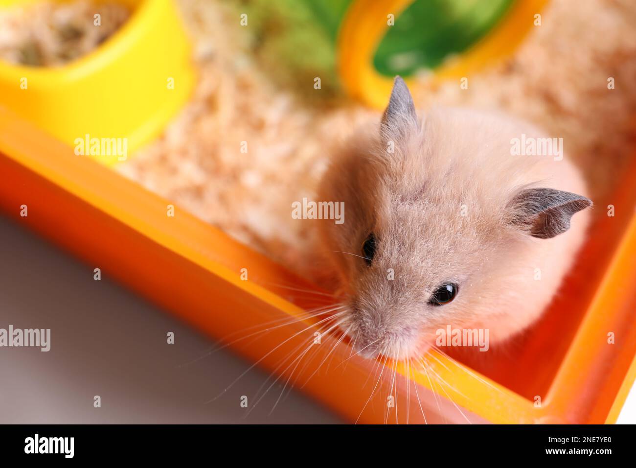 Cute little hamster in tray, closeup view Stock Photo - Alamy
