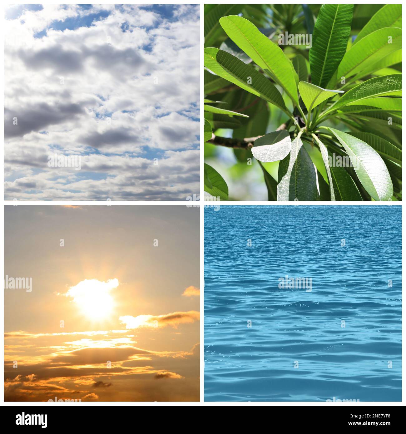 Collage with photos of water, green plant, white clouds in sky and sun ...