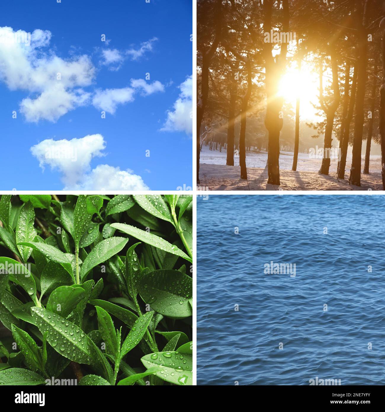 Collage with photos of water, green plants, blue sky and sun. Beautiful ...