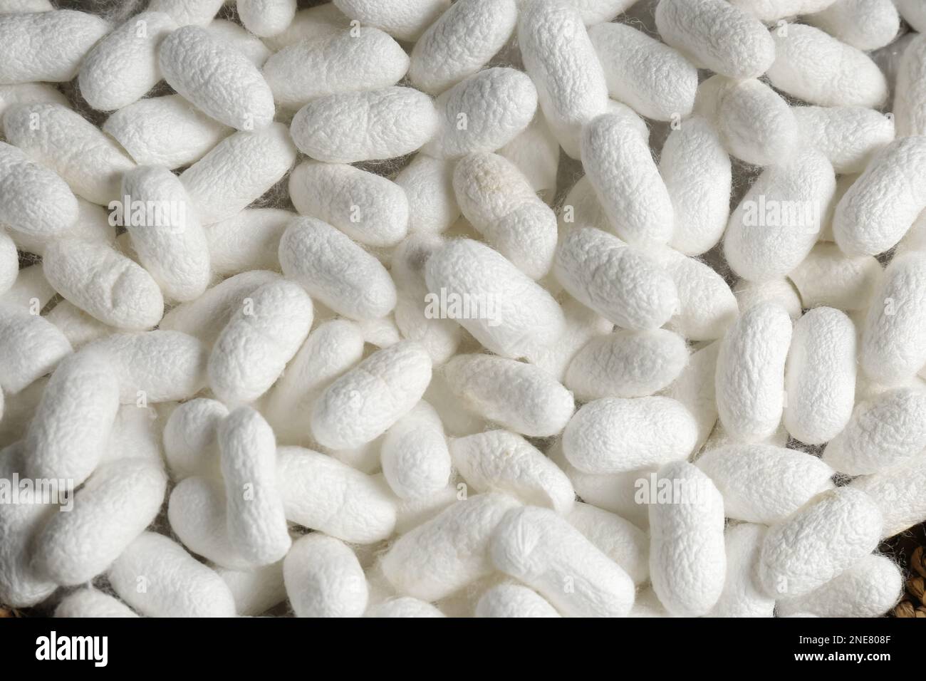 Heap of white silk cocoons, top view Stock Photo - Alamy