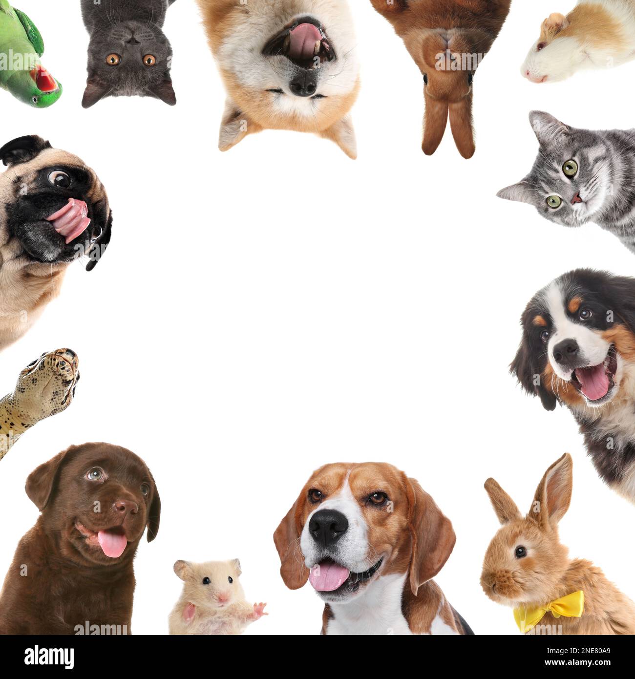 Cute different animals on white background, collage Stock Photo - Alamy