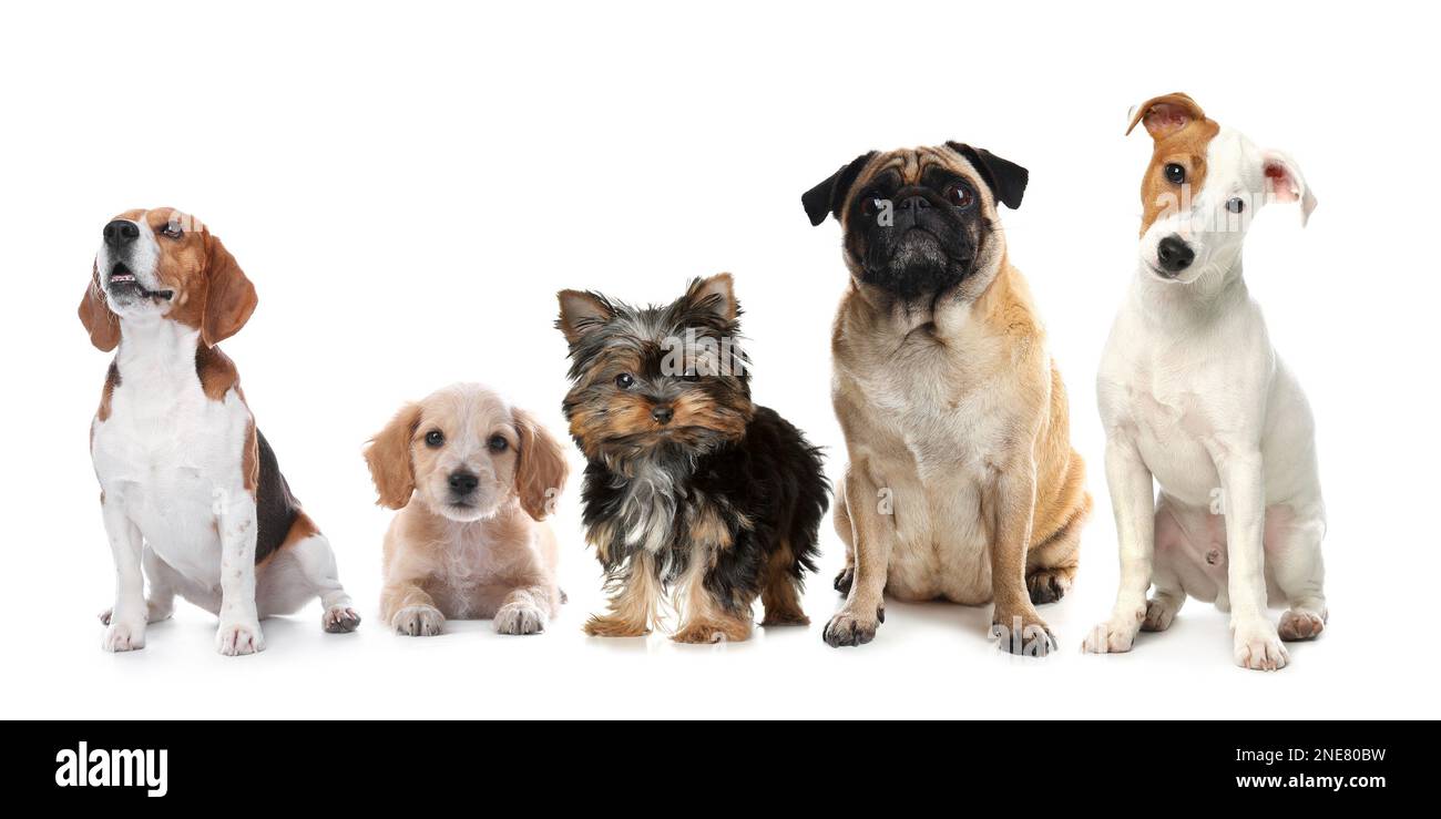 Group of different cute dogs on white background. Banner design Stock ...