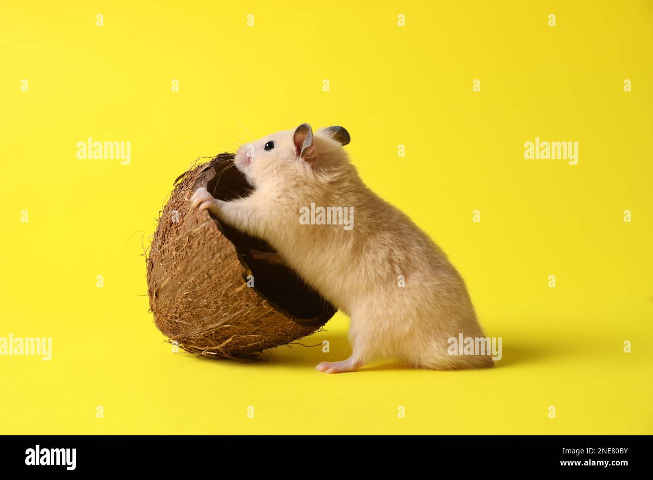 Curious hamster with coconut shell on yellow background Stock Photo - Alamy