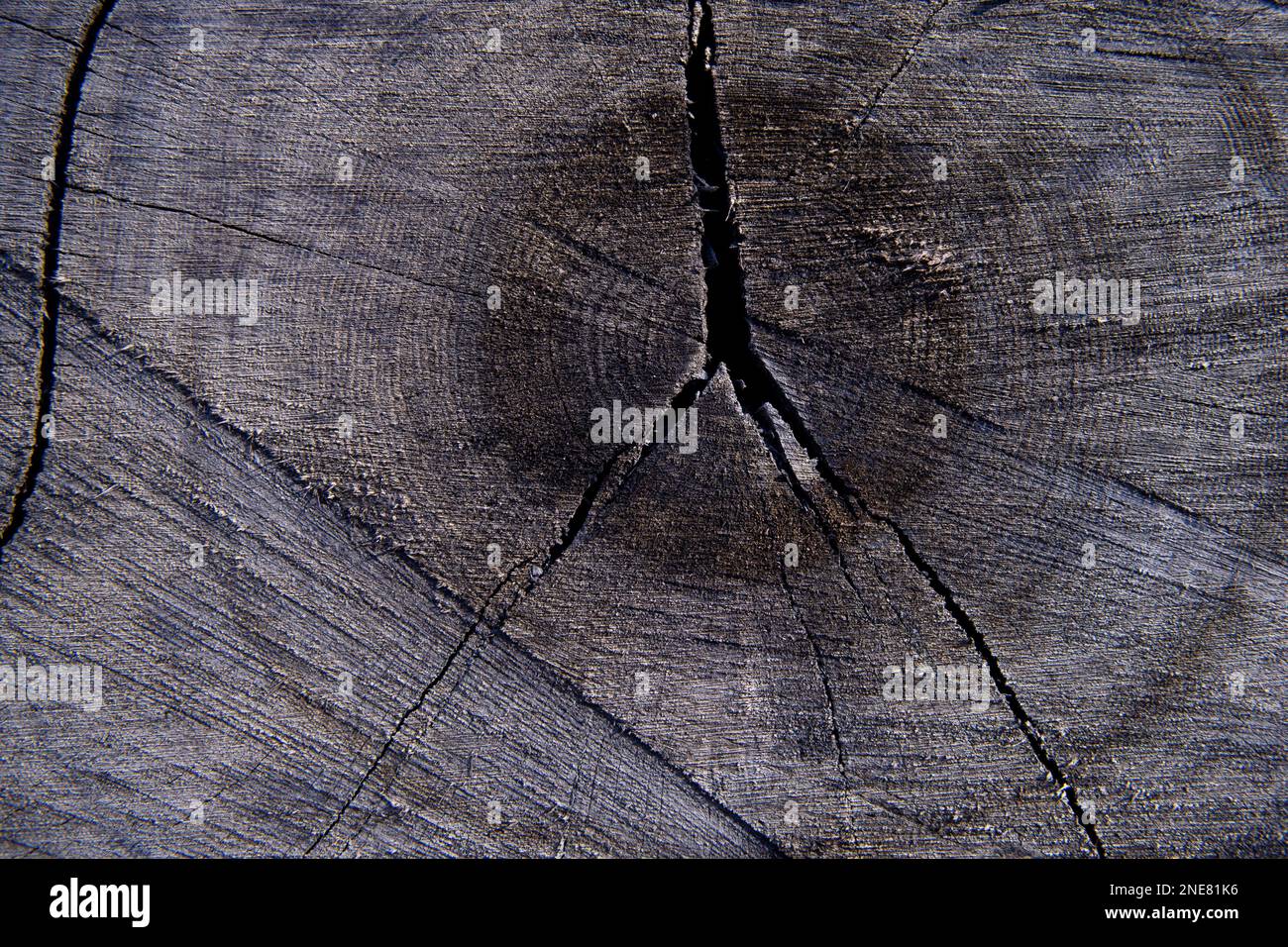 Year 1655 hi-res stock photography and images - Alamy