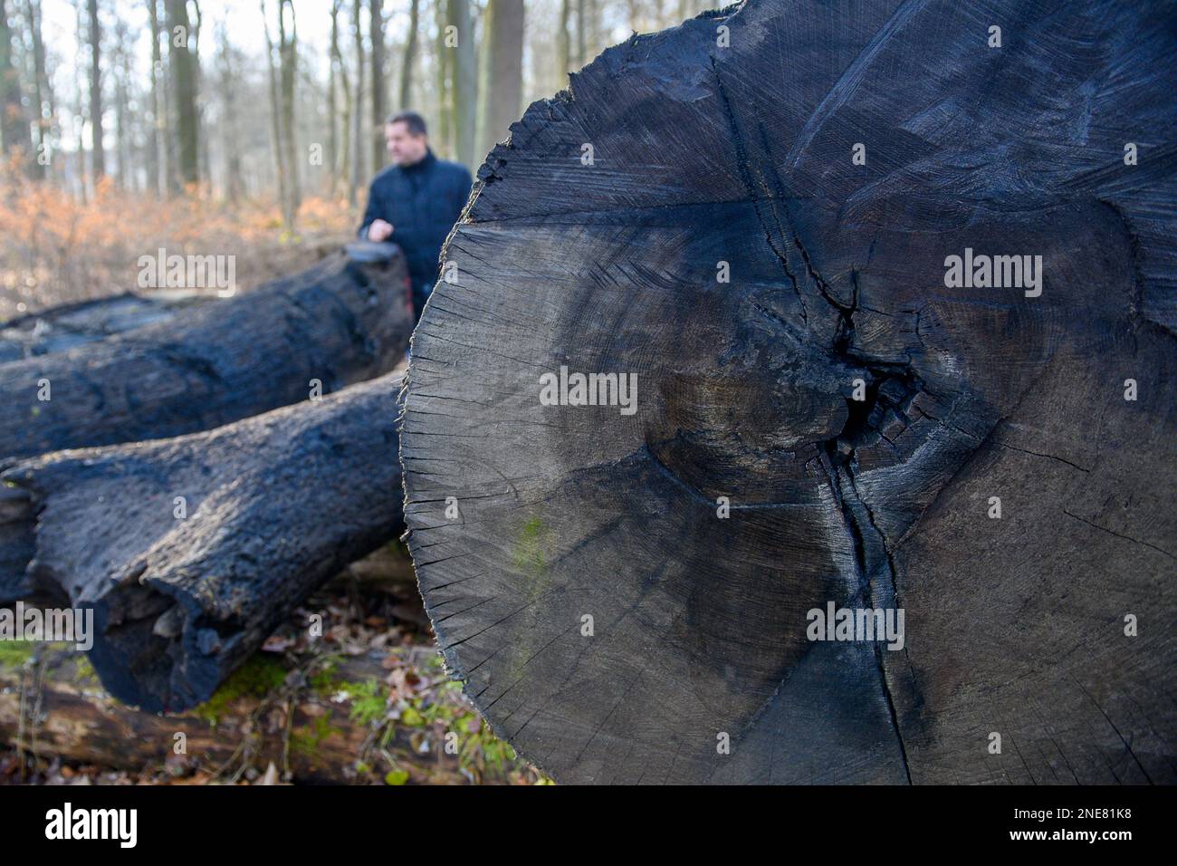 Year 1655 hi-res stock photography and images - Alamy