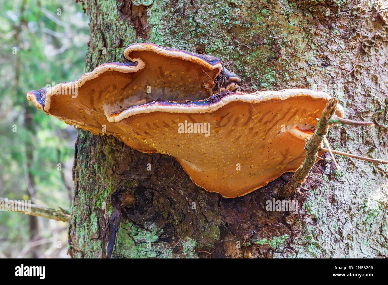 Red belted bracket fungus hi-res stock photography and images - Alamy