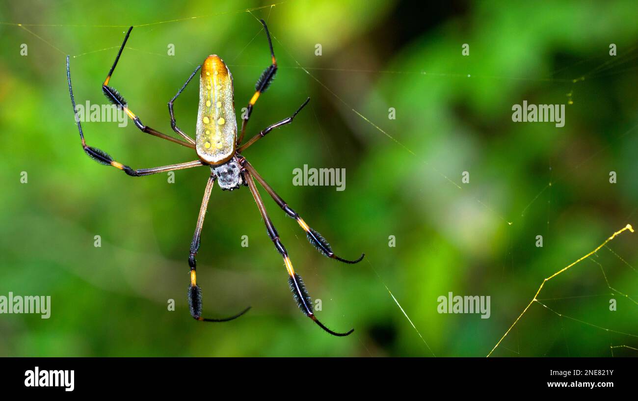 Golden orb-web Spider, Nephila clavipes, Tropical Rainforest, Marino ...
