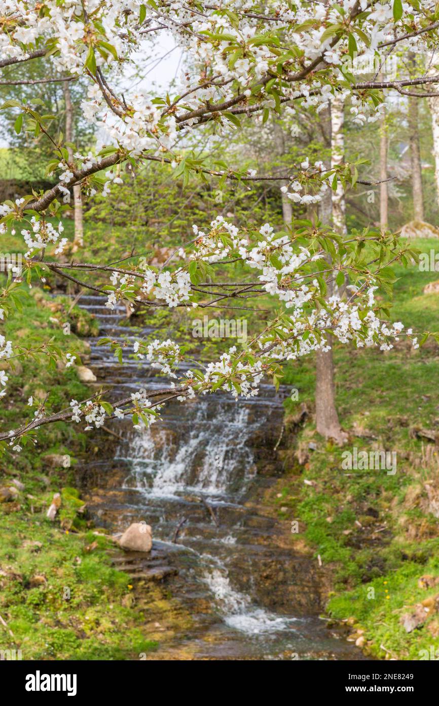 Cherry blossom by a waterfall in springtime Stock Photo - Alamy