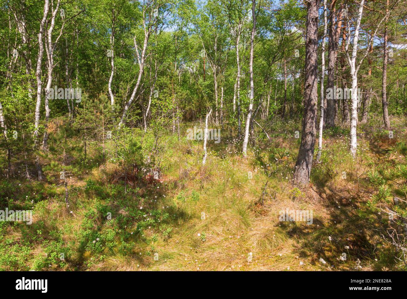Boreal forest in a forest bog Stock Photo - Alamy