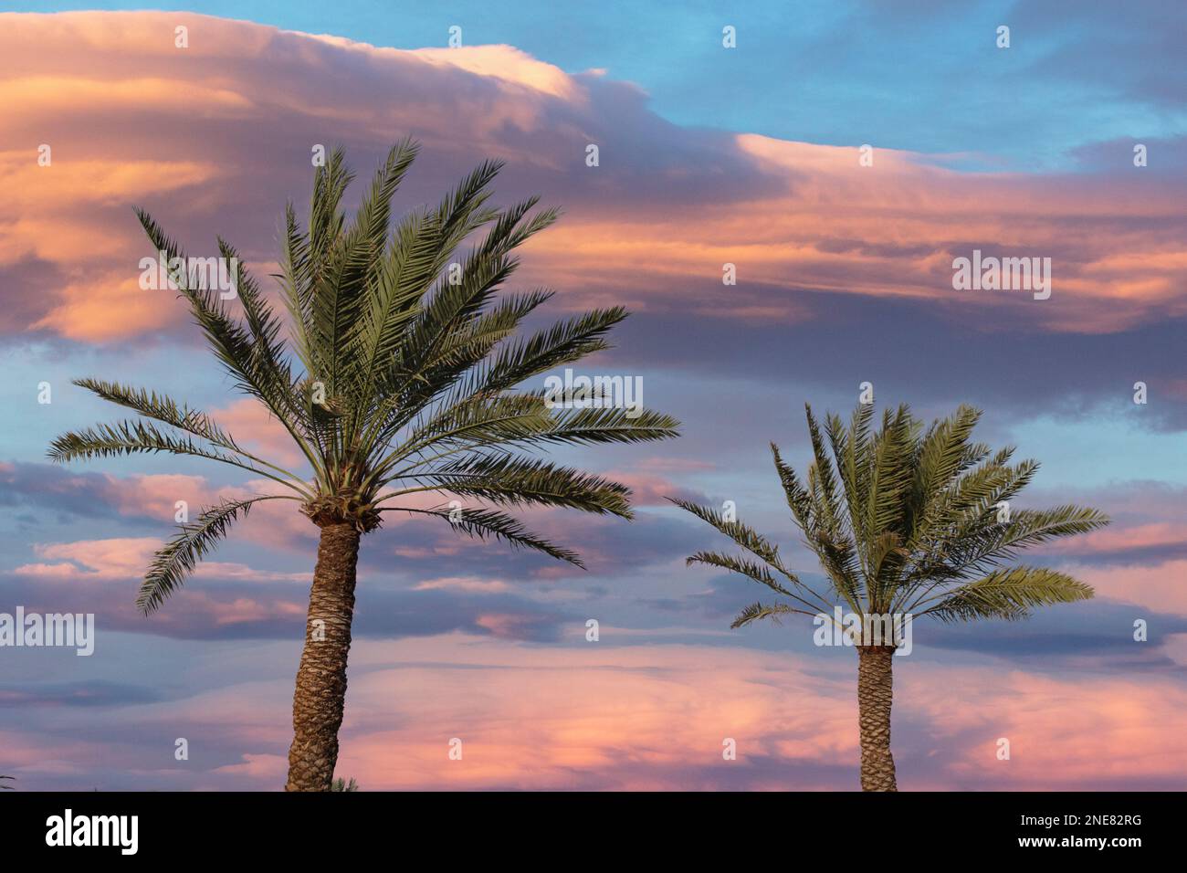 palm and date palm trees at sunset. jeddah saudi arabia Stock Photo - Alamy