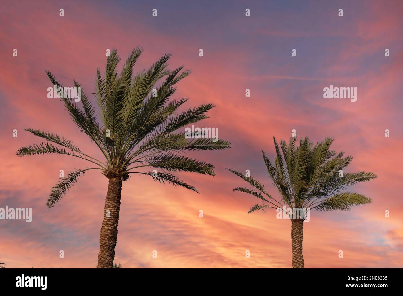 palm and date palm trees at sunset. jeddah saudi arabia Stock Photo - Alamy