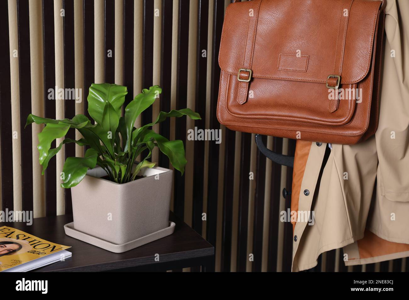 Black striped fern hi-res stock photography and images - Alamy