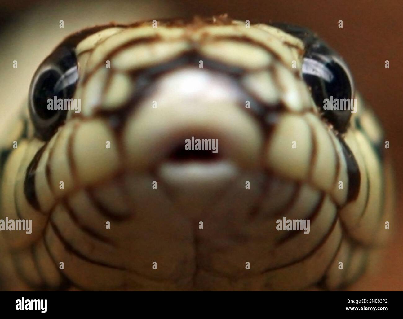 A California's Royal snake (Lampropeltis getulus) is displayed during a ...