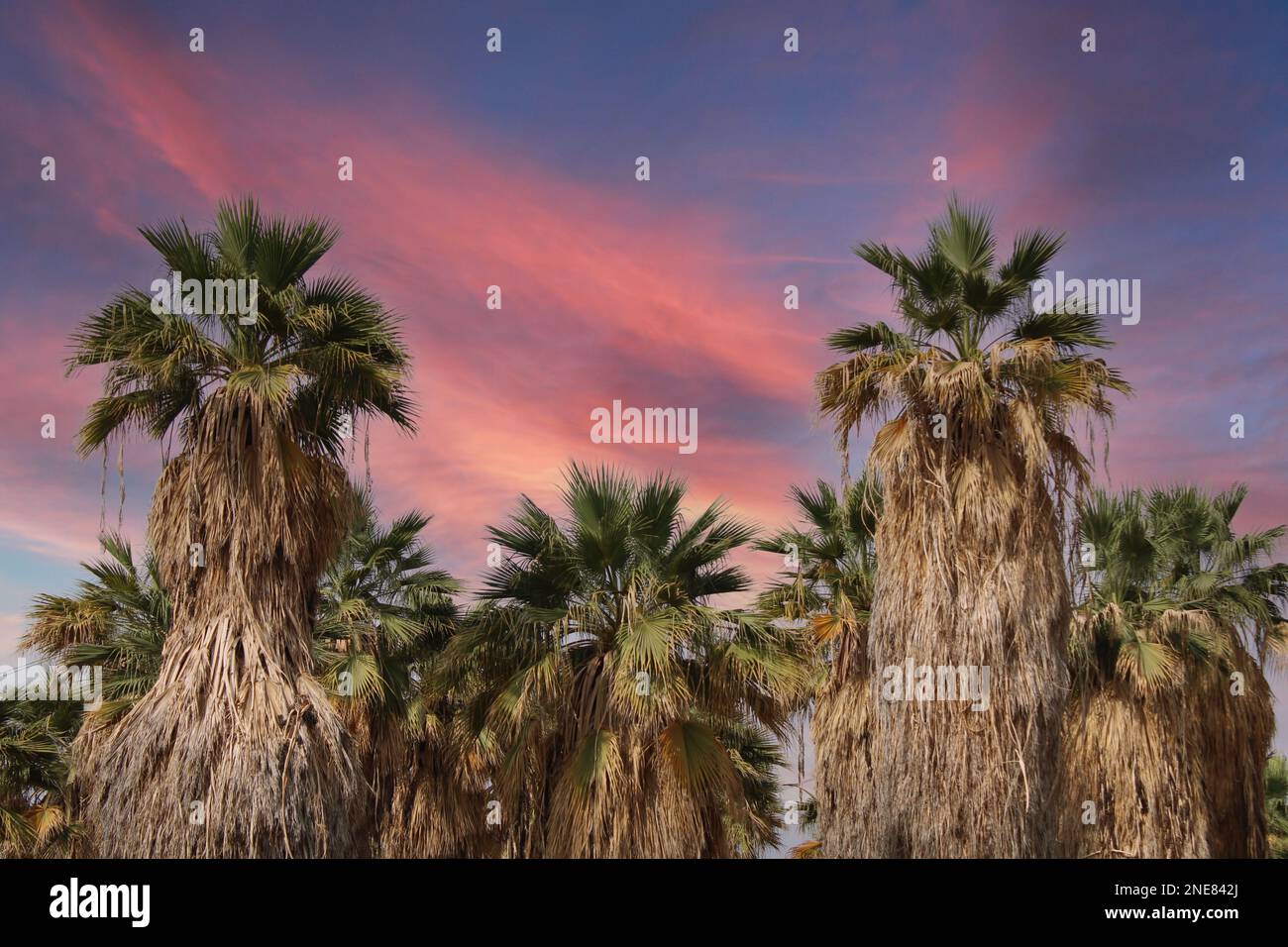 palm and date palm trees at sunset. jeddah saudi arabia Stock Photo - Alamy