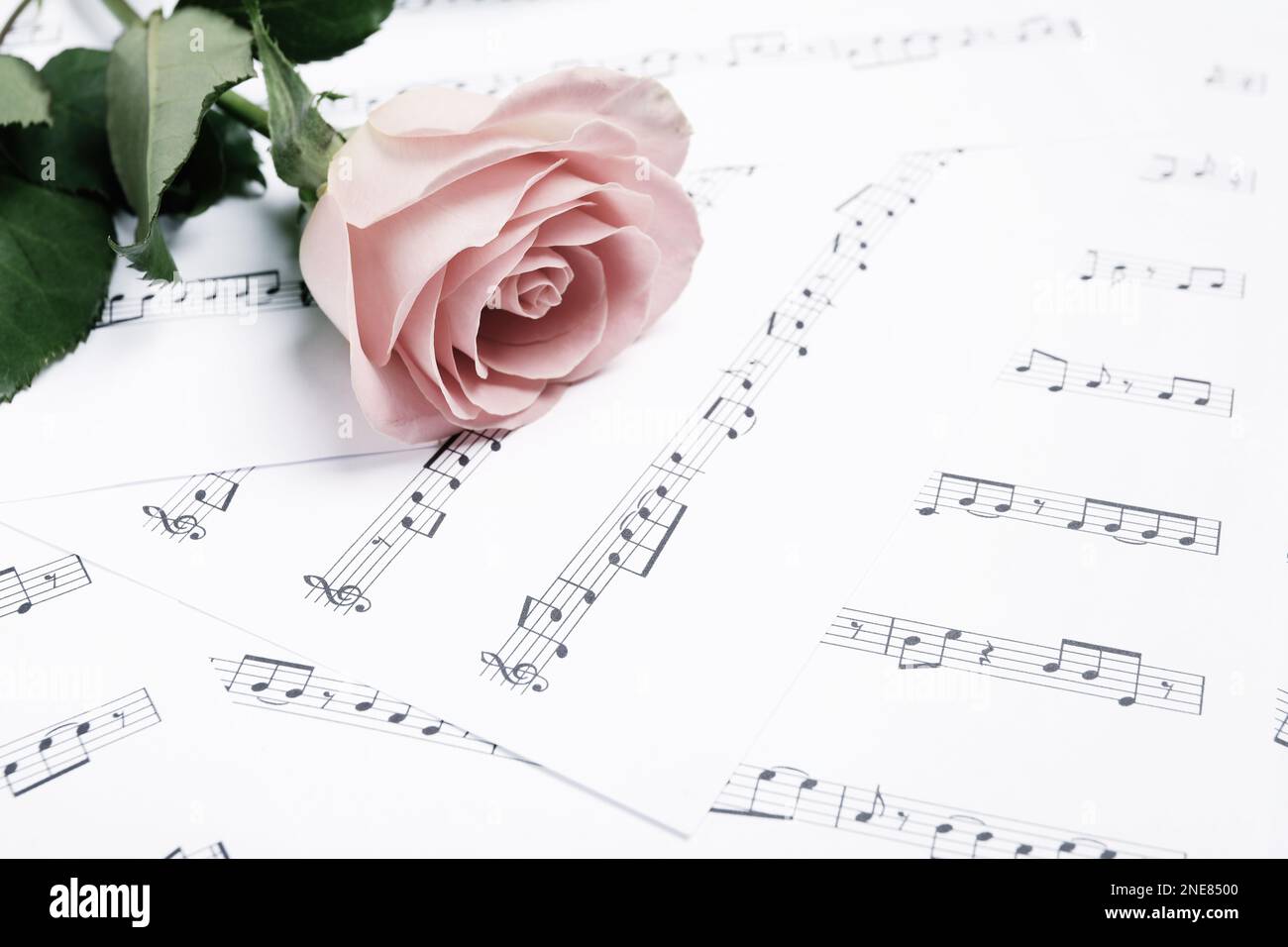 Beautiful rose on sheet with music notes, closeup. Space for text Stock ...
