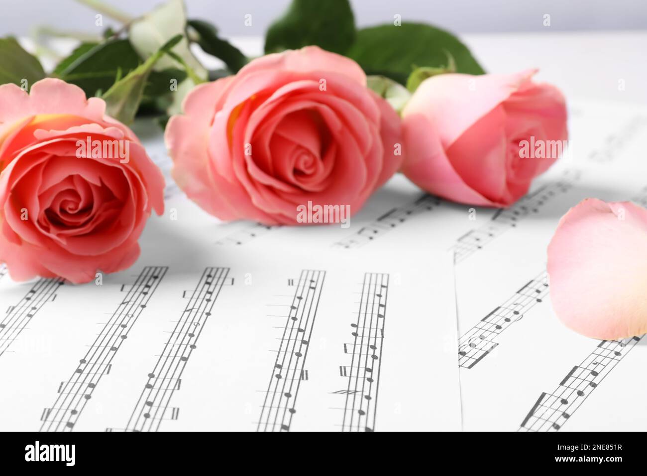 Beautiful roses on sheets with music notes Stock Photo - Alamy