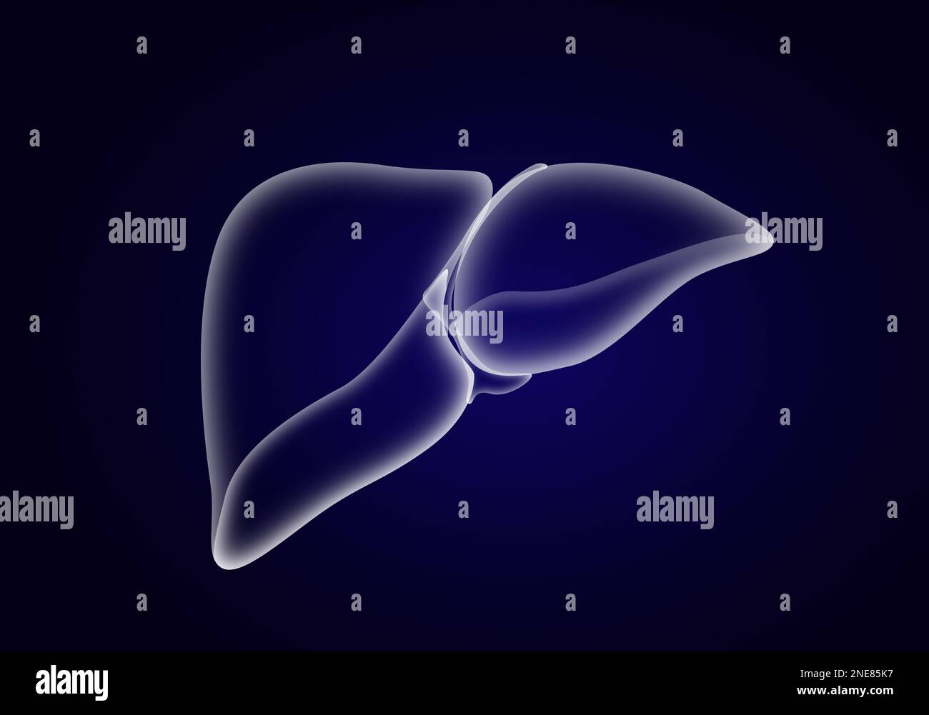 Illustration of liver on dark blue background. Human anatomy Stock ...