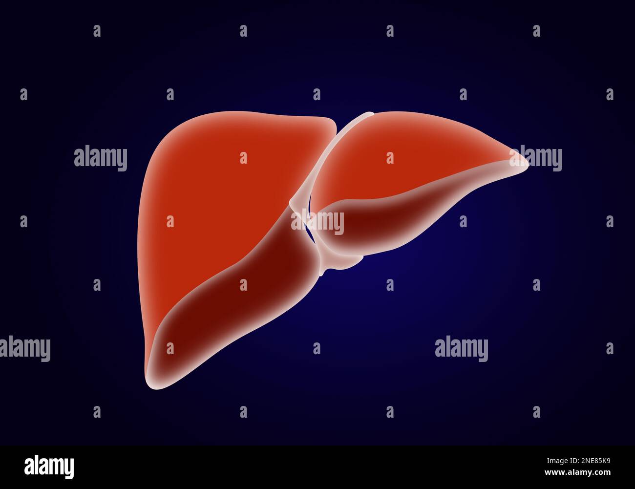 Illustration of liver on dark blue background. Human anatomy Stock ...