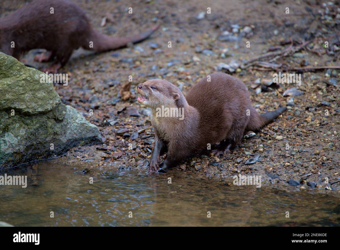 River otter playing and washing by the lake at Cornwall Zoo in the sun ...